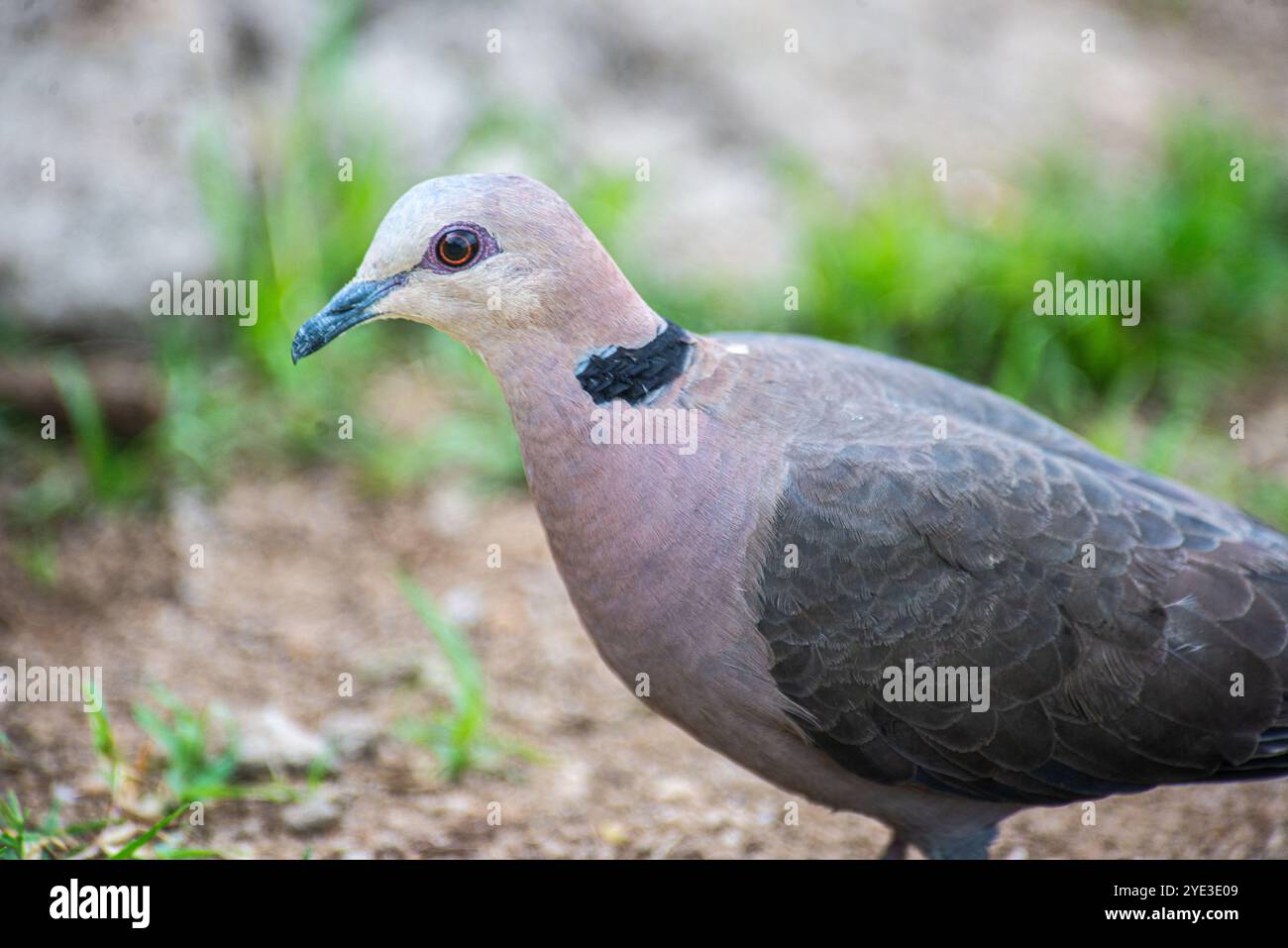AFRICA MOURNING DOVE - Streptopelia decipiens - Kasangati, Kampala ...
