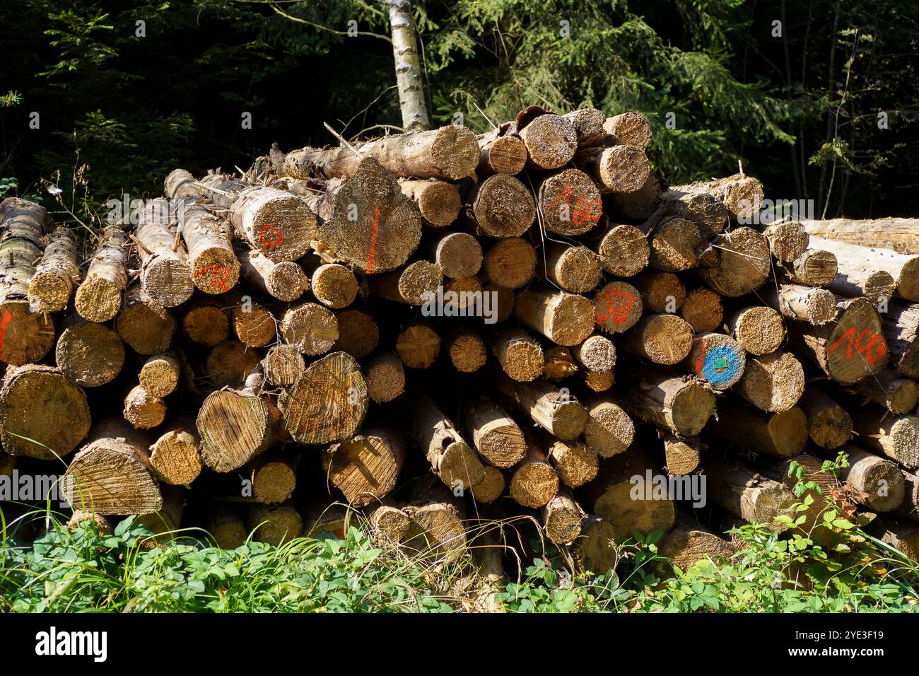 A stack of freshly cut tree trunks lying chest down in the forest ...