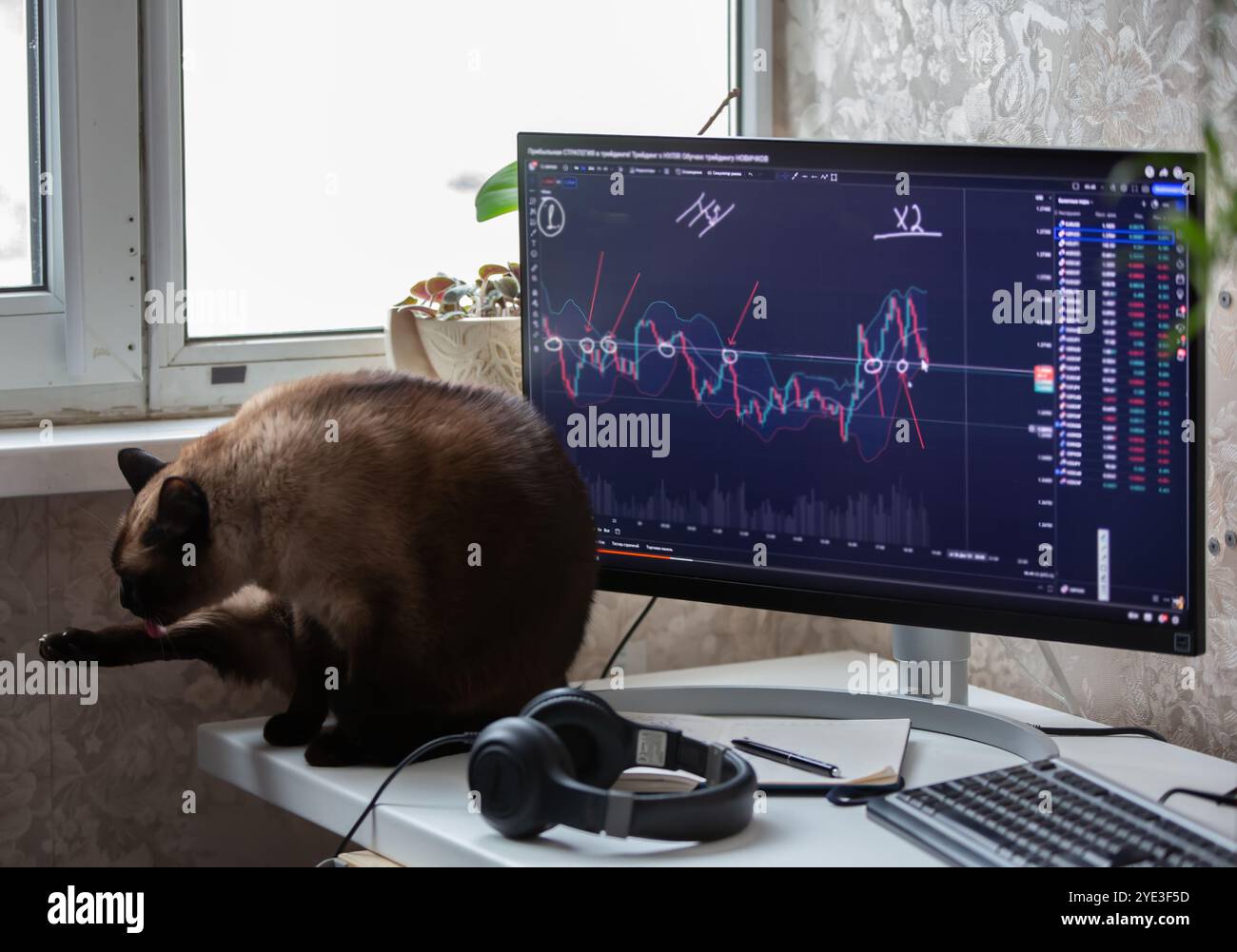 Cat computer mouse animal hi-res stock photography and images - Alamy