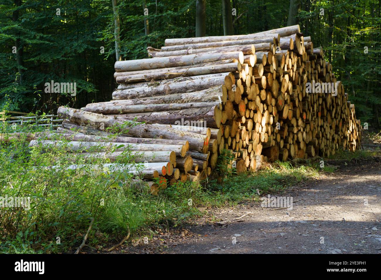 A stack of freshly cut tree trunks lying chest down in the forest ...