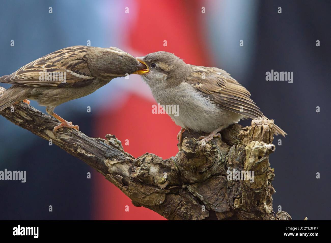 House Sparrows (Passer domesticus), female parent feeding a fledgling ...