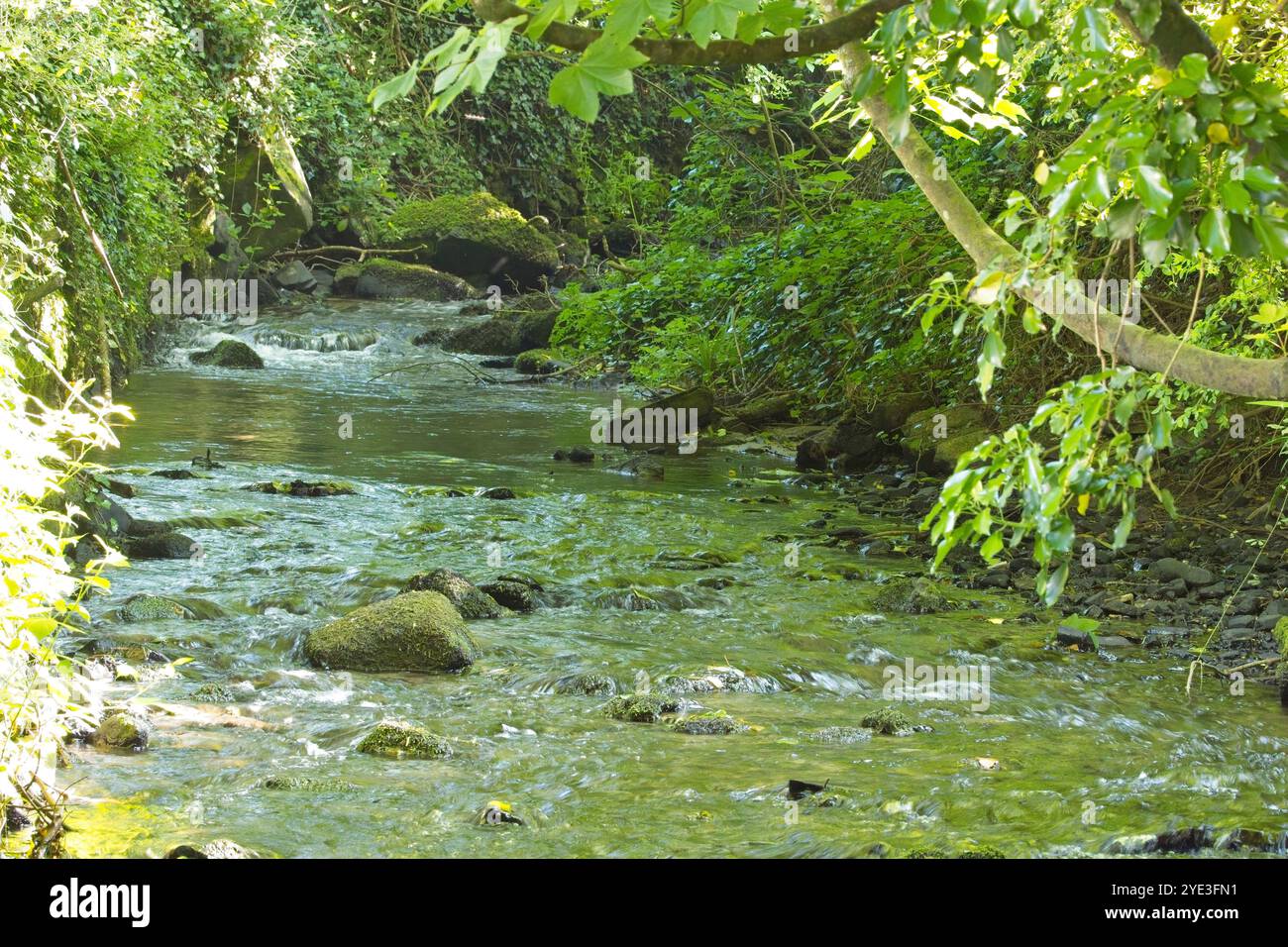 The Larrigan River is a wooded stream that flows down through Penzance to the coast, Cornwall ...