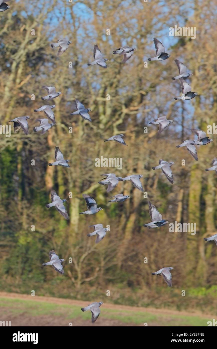 Stock Doves (Columba oenas), a flock in flight, Cornwall, UK Stock ...