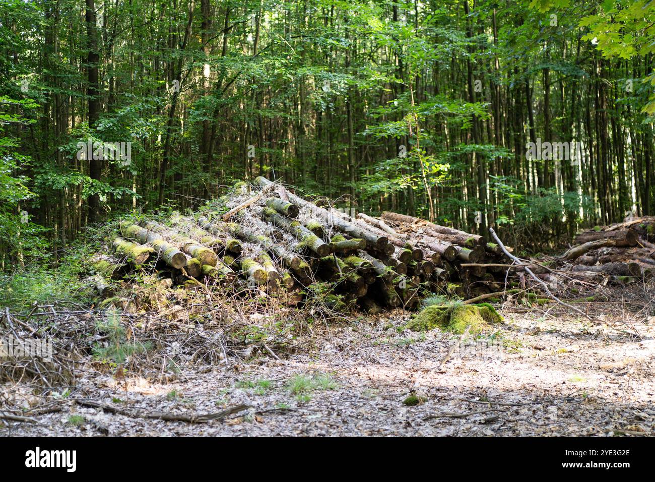 A stack of freshly cut tree trunks lying chest down in the forest ...