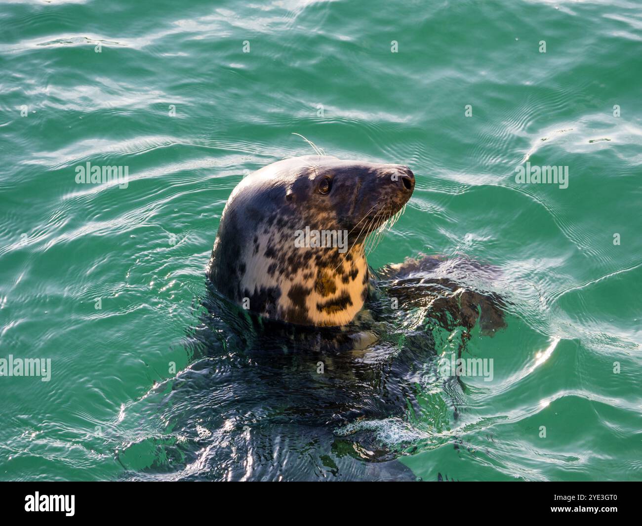Seal Swimming in St Ives Harbour, St Ives, Cornwall, England, UK, GB ...