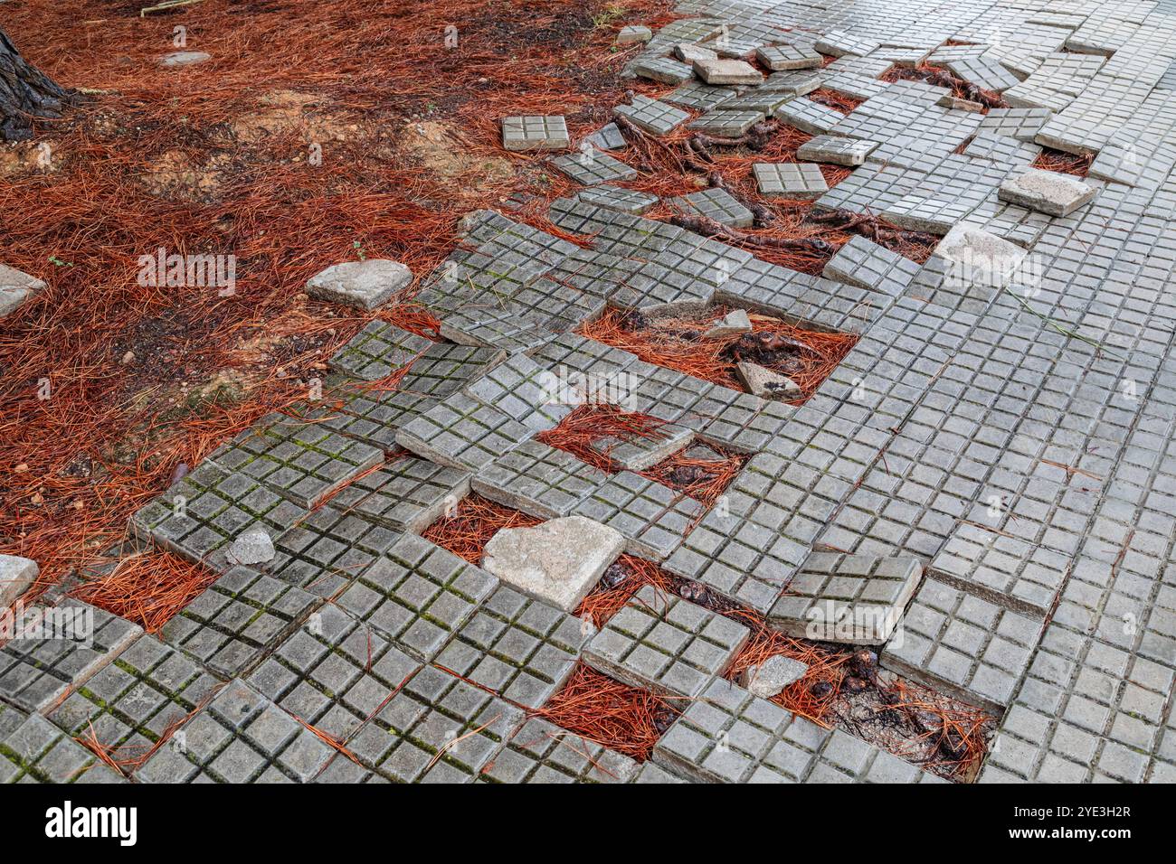 Sidewalk broken tree roots hi-res stock photography and images - Alamy