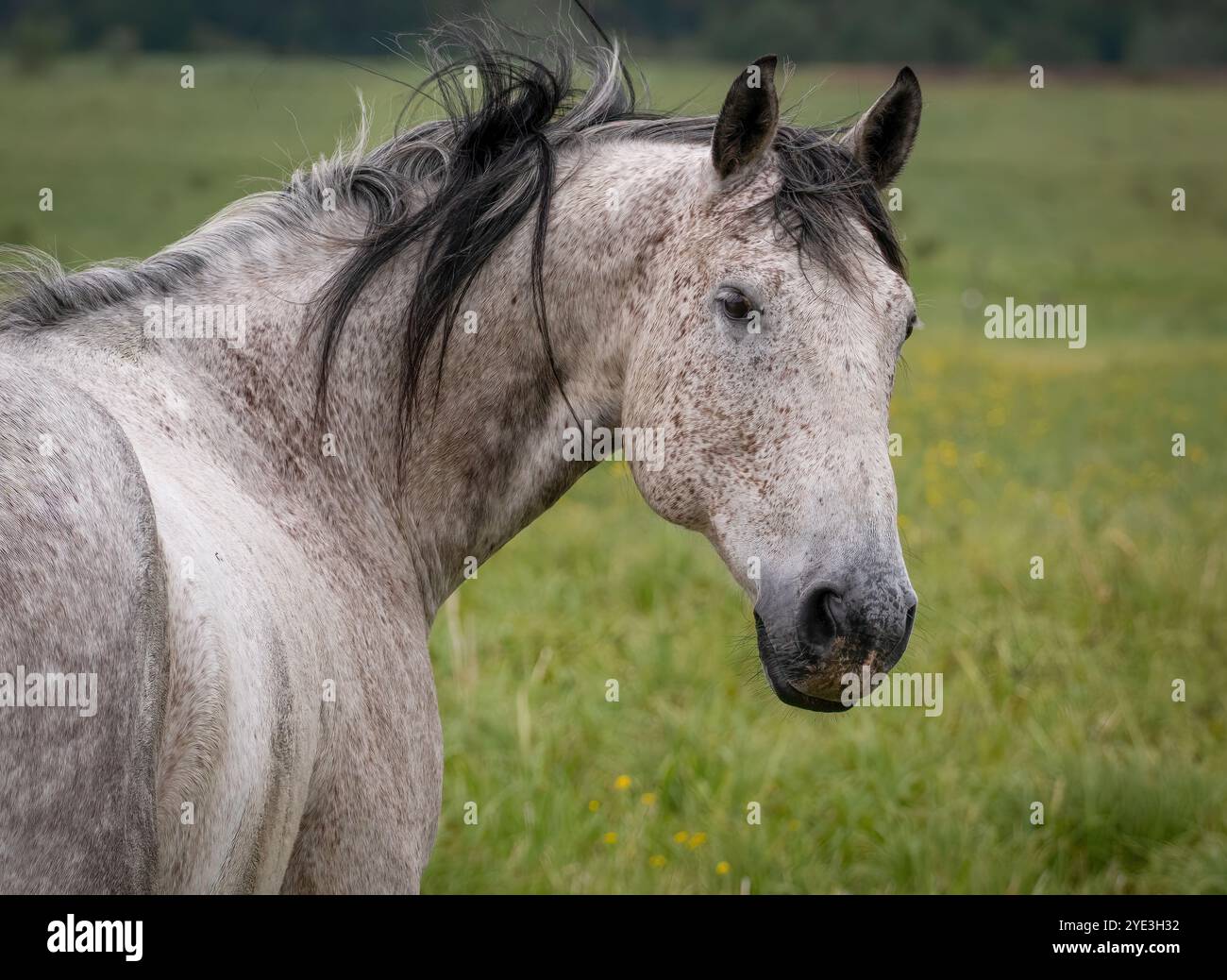 Appaloosa horse portrait hi-res stock photography and images - Alamy