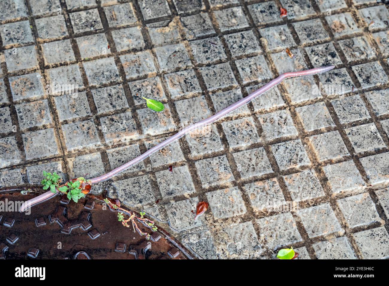 Giant beach worm hi-res stock photography and images - Alamy