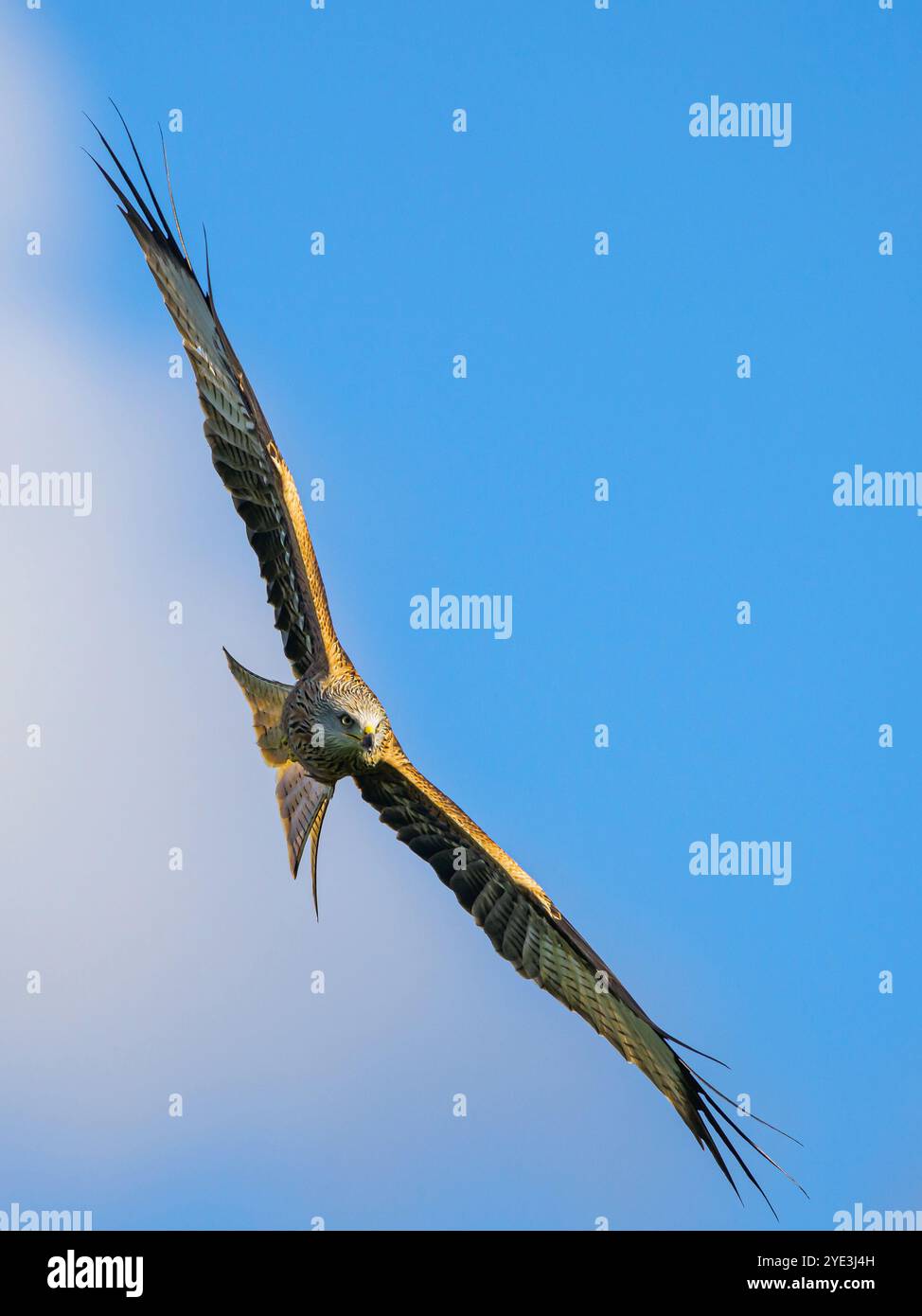 Red Kite, Milvus milvus, bird in flight Stock Photo - Alamy