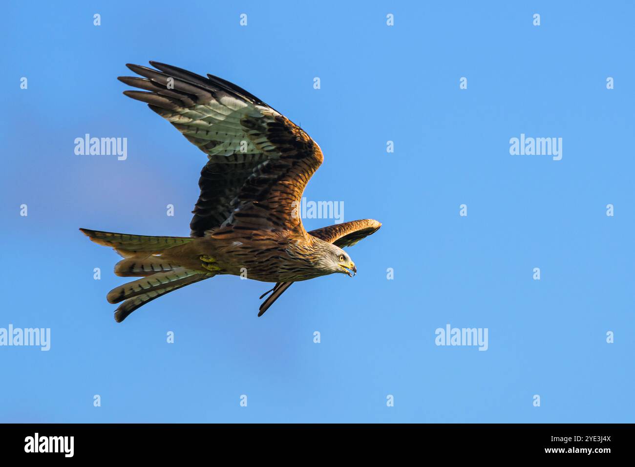 Red Kite, Milvus milvus, bird in flight Stock Photo - Alamy