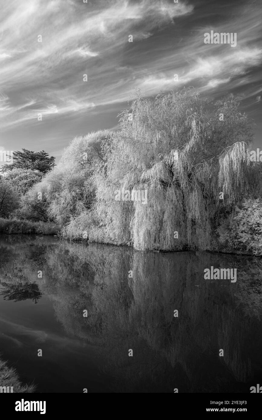 Green weeping willow branches hi-res stock photography and images - Alamy