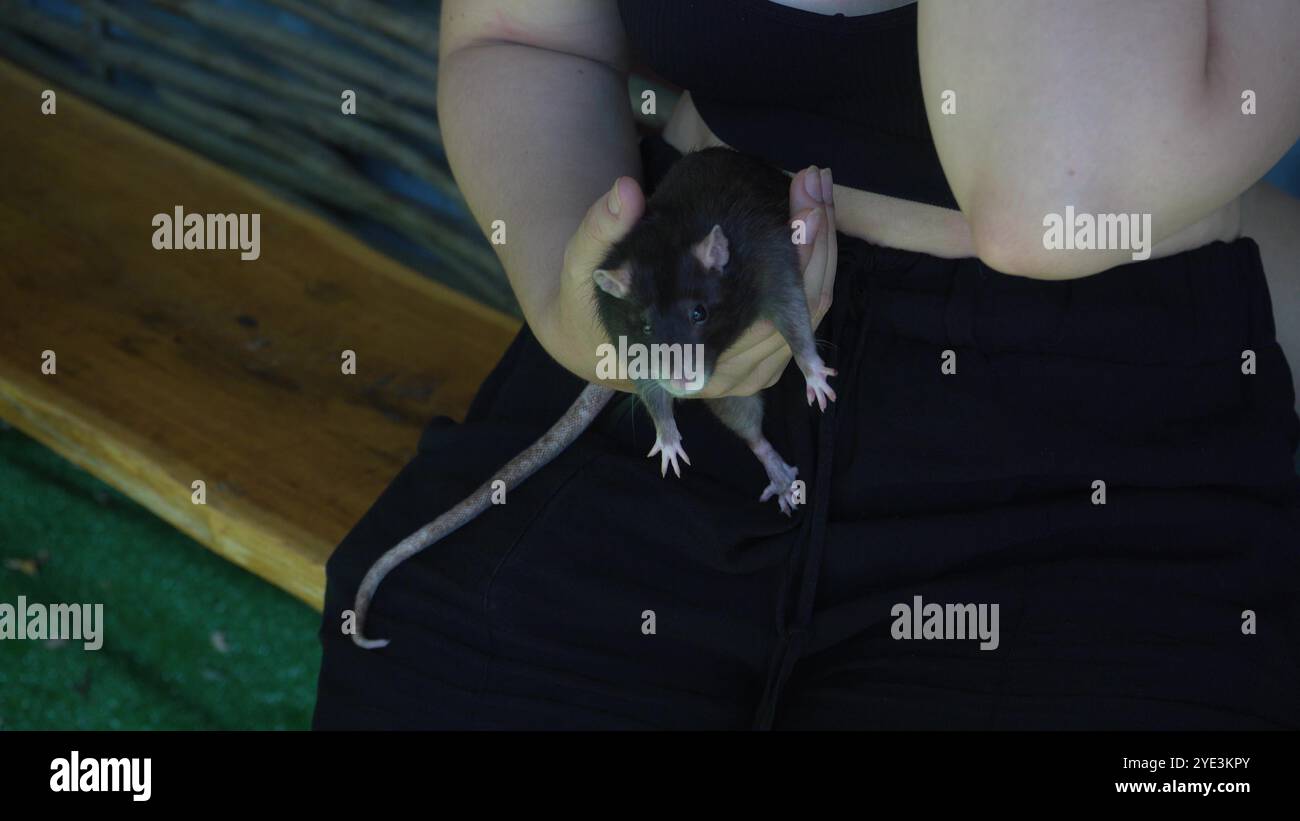 Gentle moment of a dark-haired rat comfortably resting in the arms of a ...