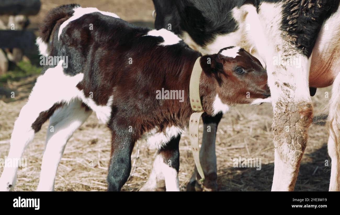 The calf drinks milk while the ground is dirty from scattered hay. The ...