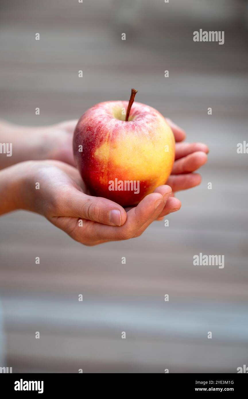 Side view of hands of a child holding a juicy ripe apple. Charity and ...