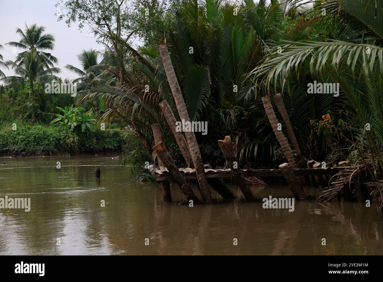 Shore of one of the branches of the Mekong Delta, Vietnam Stock Photo ...