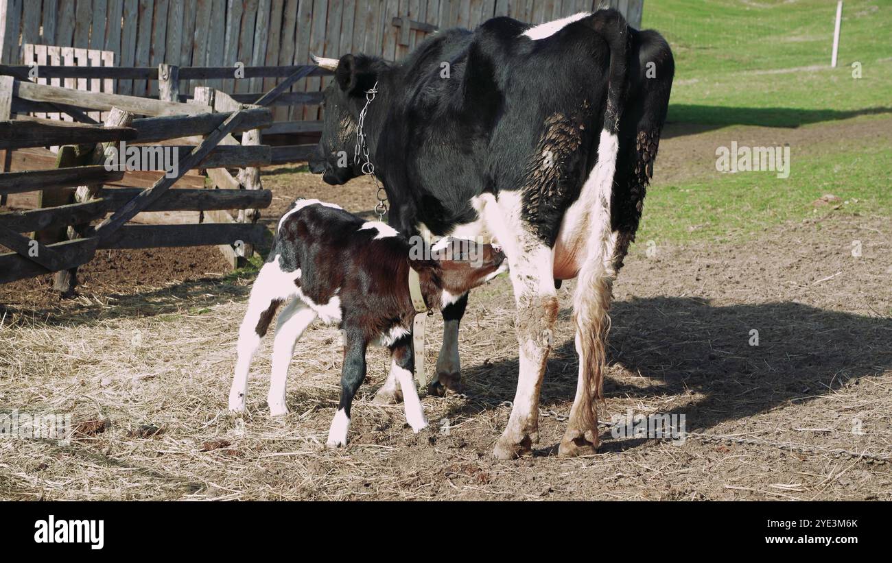 The calf drinks milk while the ground is dirty from scattered hay. The ...