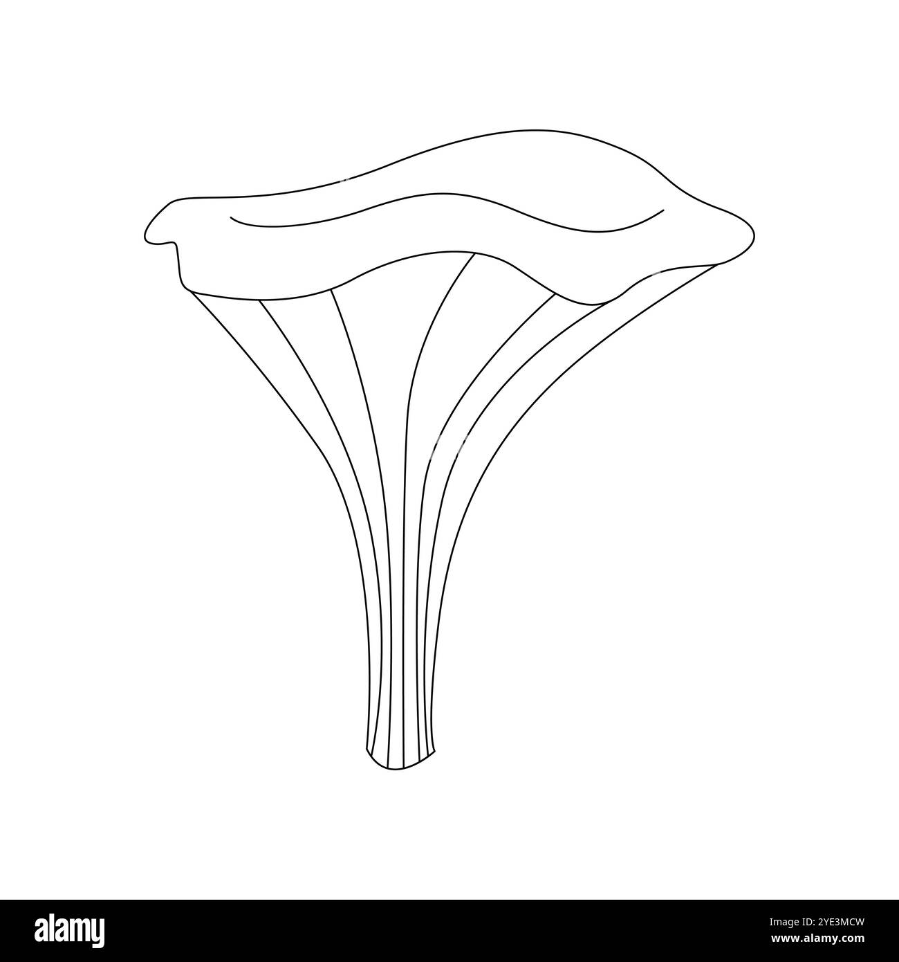 Groovy line chanterelle, wild edible mushroom of autumn forest vector ...