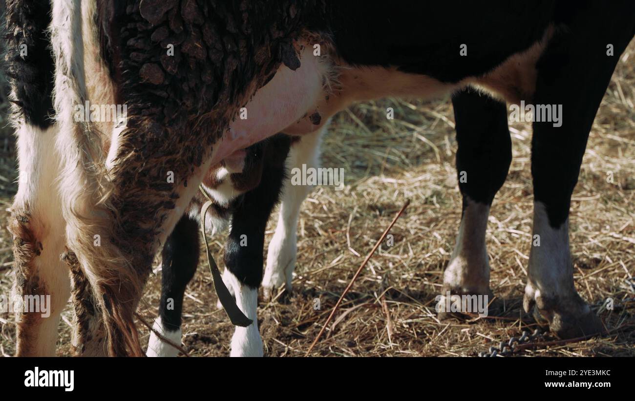 This touching video from a farm shows a cow lovingly caring for her ...