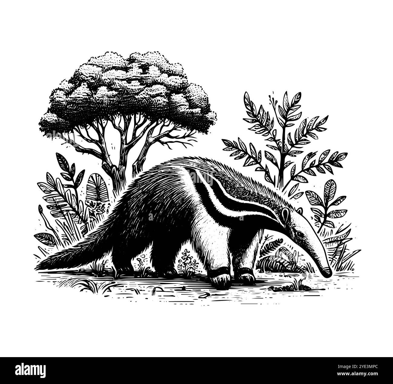 anteater hand drawn vintage vector illustration Stock Vector Image ...