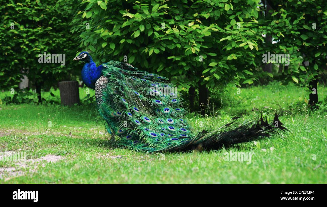 This peacock moves through a green garden, with its long, elegant tail ...