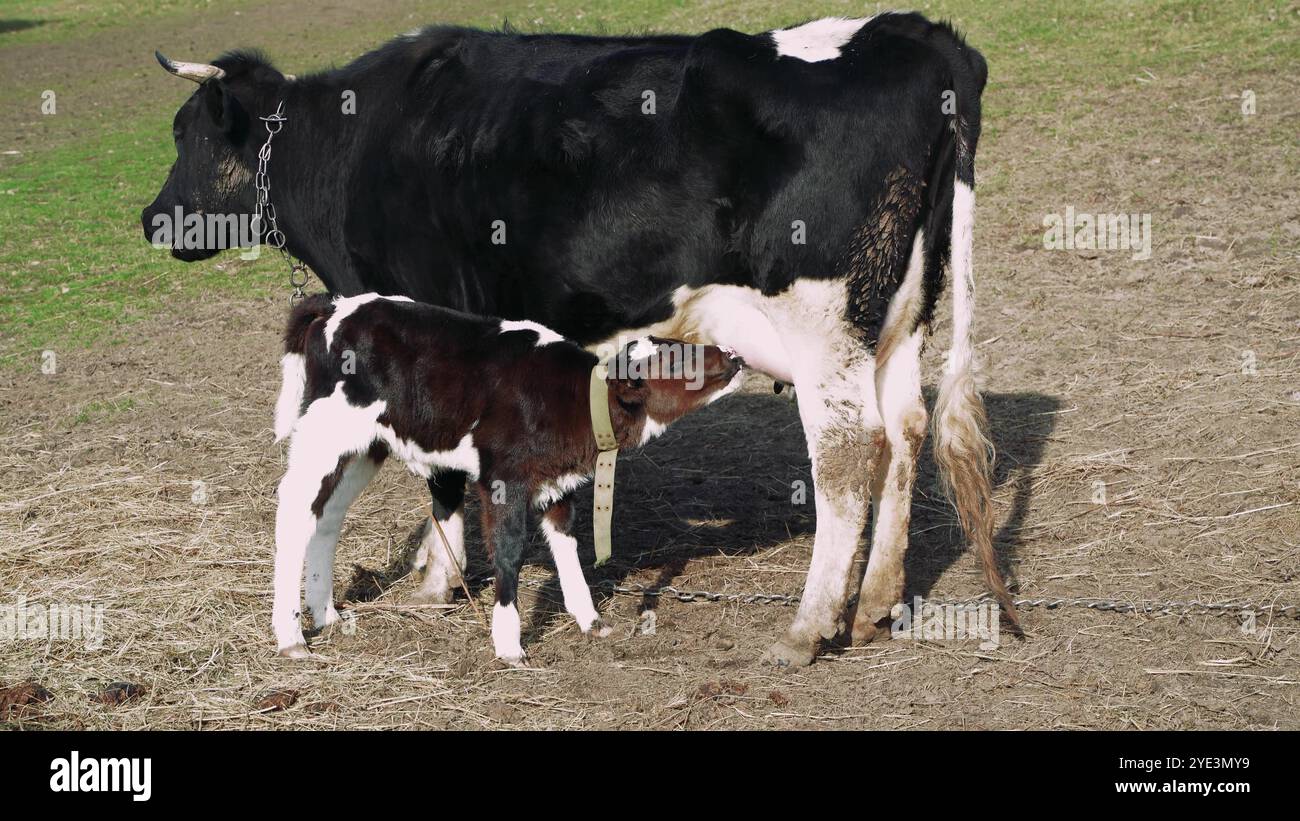A farm showcases a cow and her calf in a wooden enclosure. The calf ...