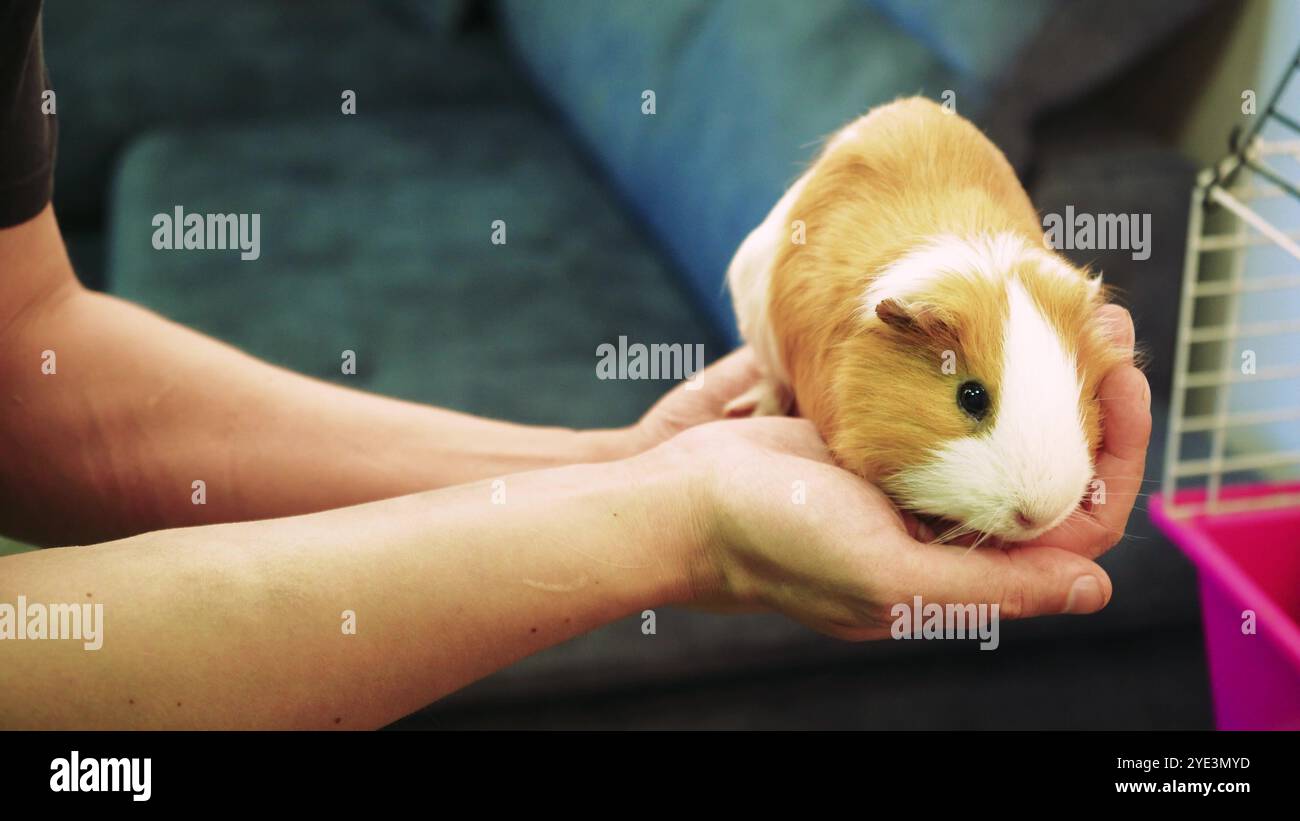 A man's hands hold a red guinea pig with white spots, on the background ...
