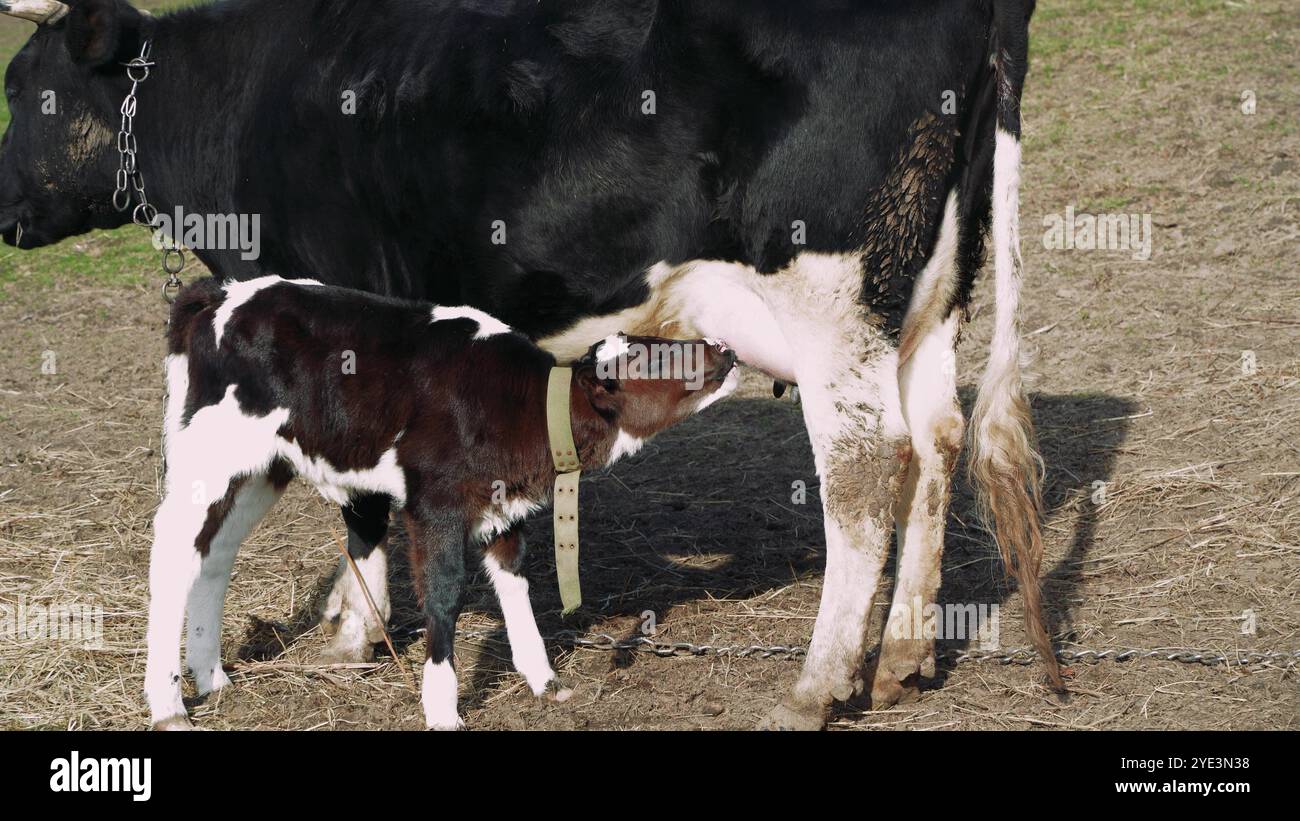 A farm showcases a cow and her calf in a wooden enclosure. The calf ...