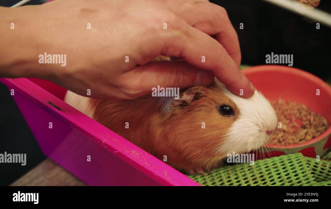A man's hands hold a red guinea pig with white spots, on the background ...