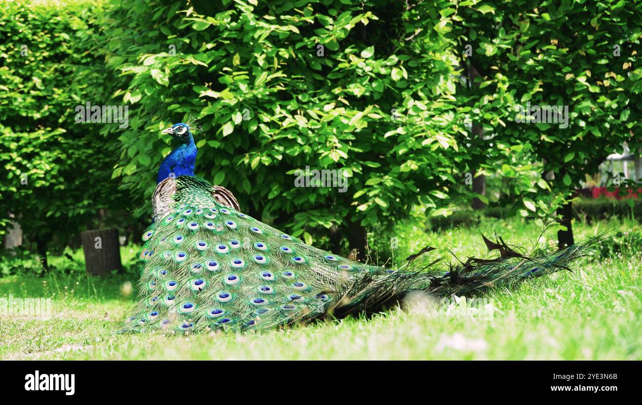 A graceful peacock walks along a garden path, its long, colorful tail ...