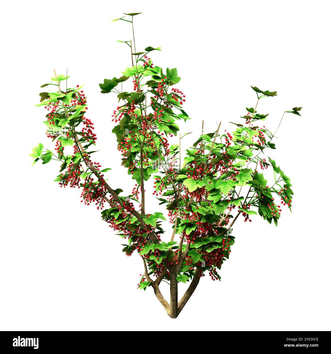 3d rendering green currant hi-res stock photography and images - Alamy