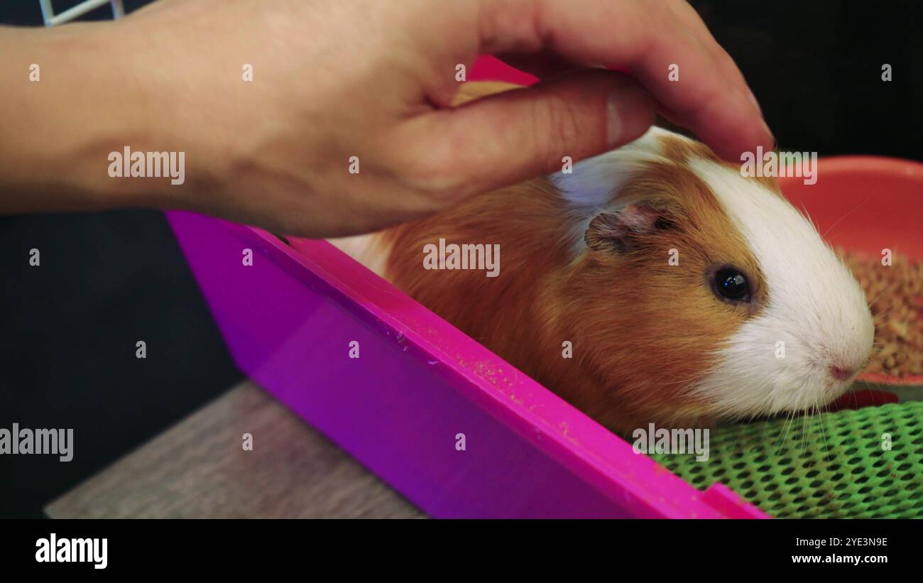 A man's hands hold a red guinea pig with white spots, on the background ...