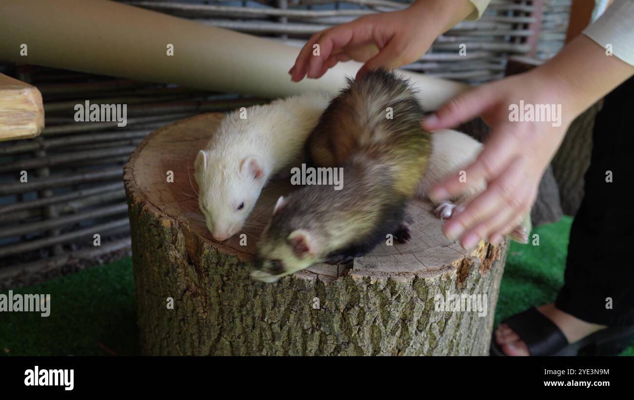 A girl in a white shirt puts two ferrets on a cut of a tree stump. Cute ...