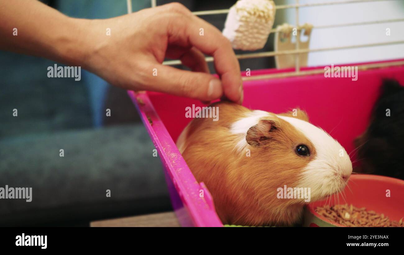 A man's hands hold a red guinea pig with white spots, on the background ...