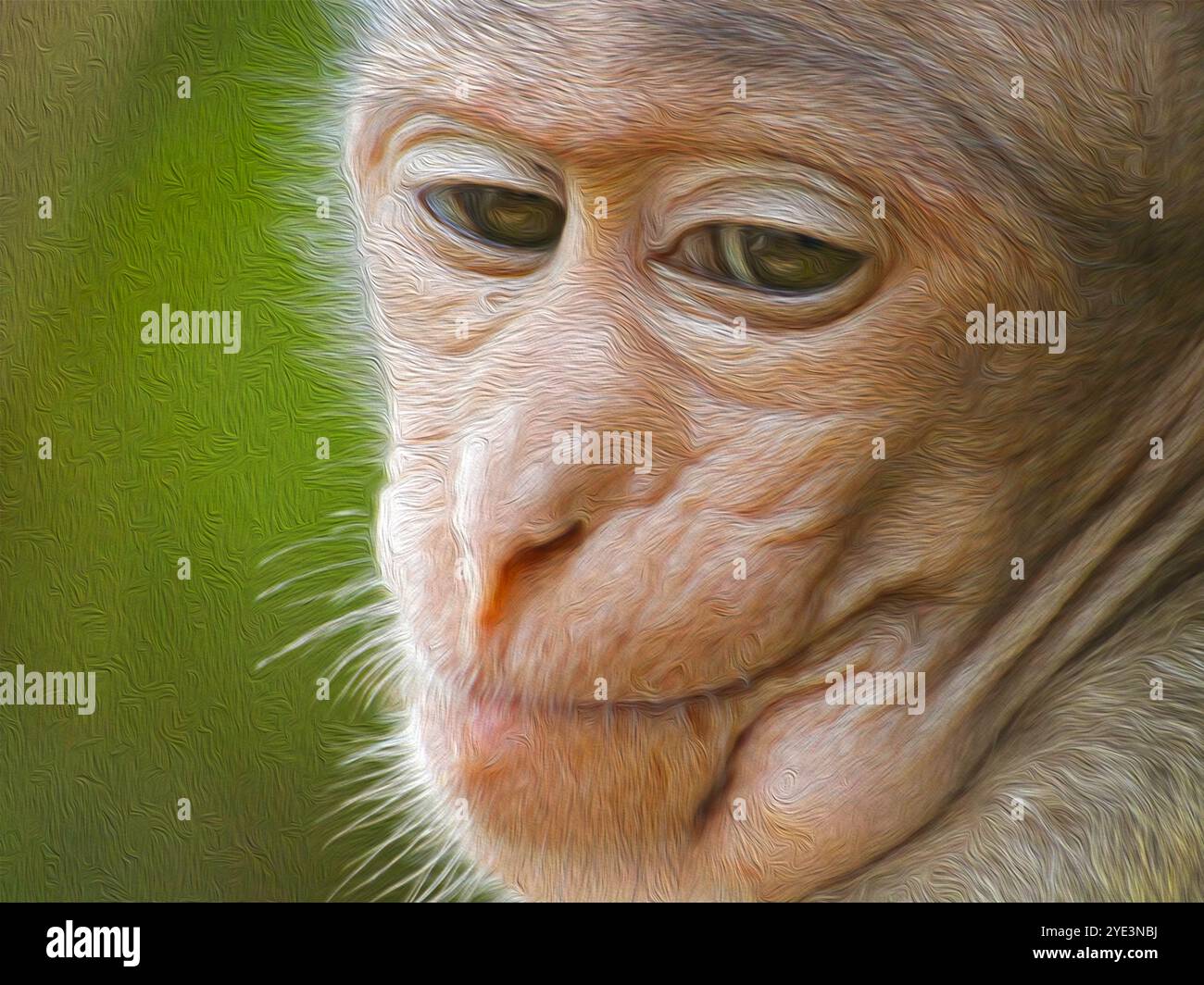 Photo of chimpanzee monkey portrait muzzle close-up with emphasis on ...