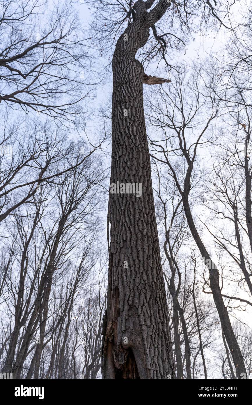 Dormant and dead trees with snow in a forest during a cold Minnesota ...