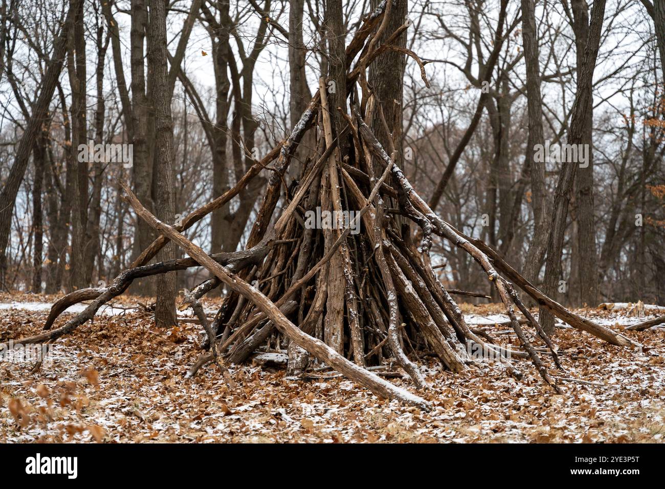 Dormant and dead trees with snow in a forest during a cold Minnesota ...