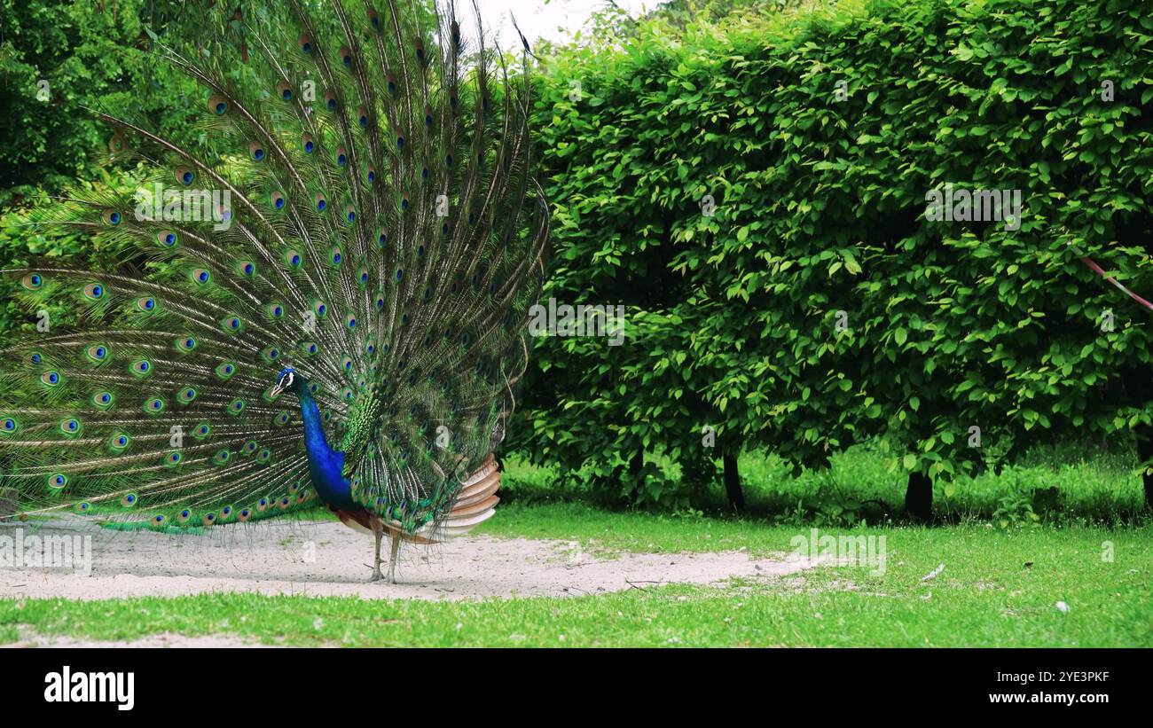 Peacock with its full tail spread in a breathtaking display of ...