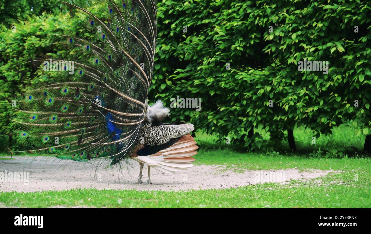 Peacock with its full tail spread in a breathtaking display of ...