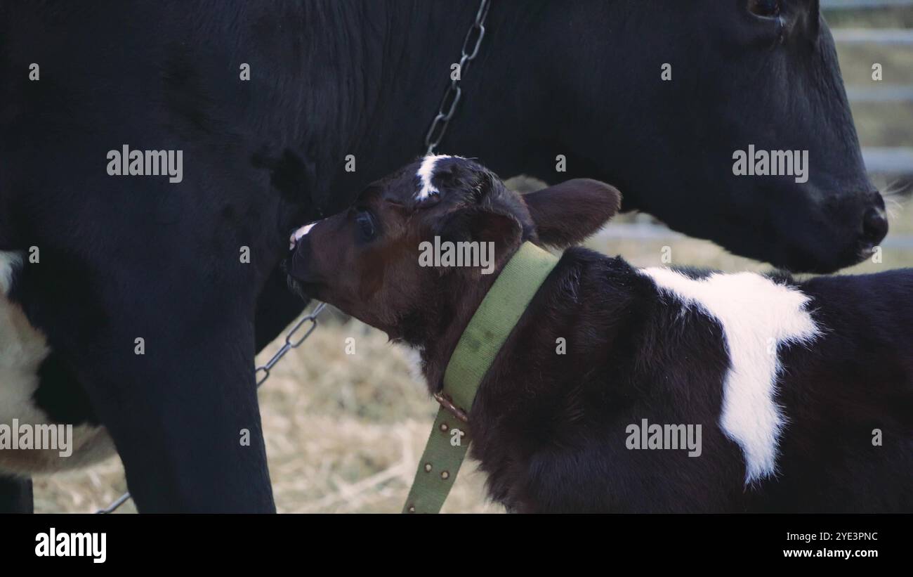 A peaceful rural farm shows a cow and her calf near a wooden fence. A ...