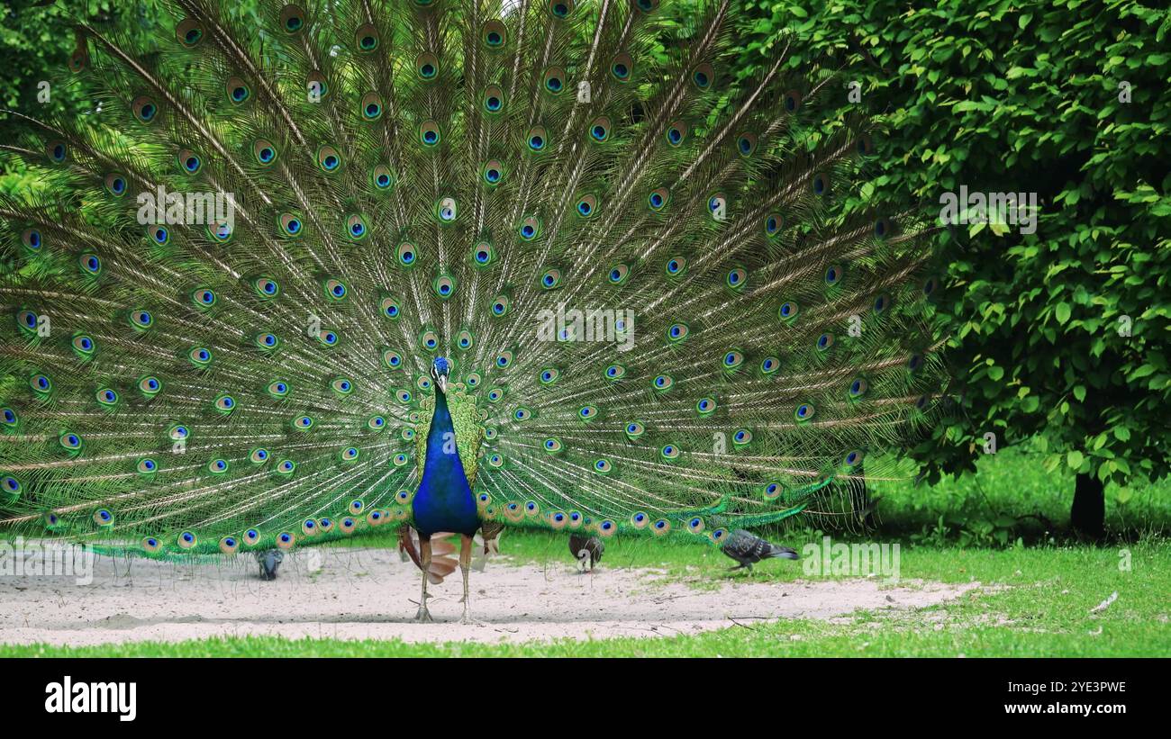 Peacock with its full tail spread in a breathtaking display of ...