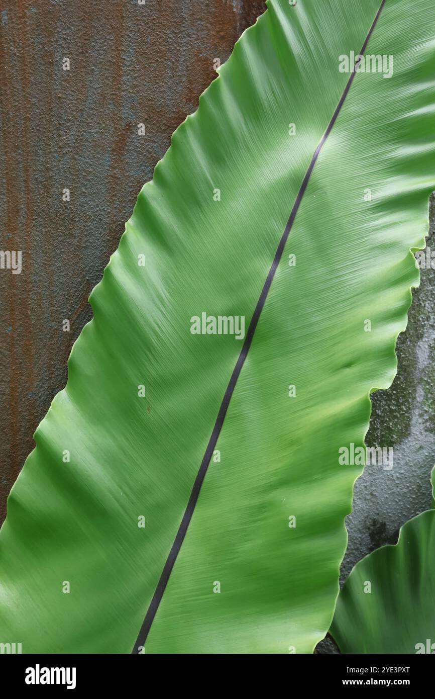Prominent leaf veins hi-res stock photography and images - Alamy