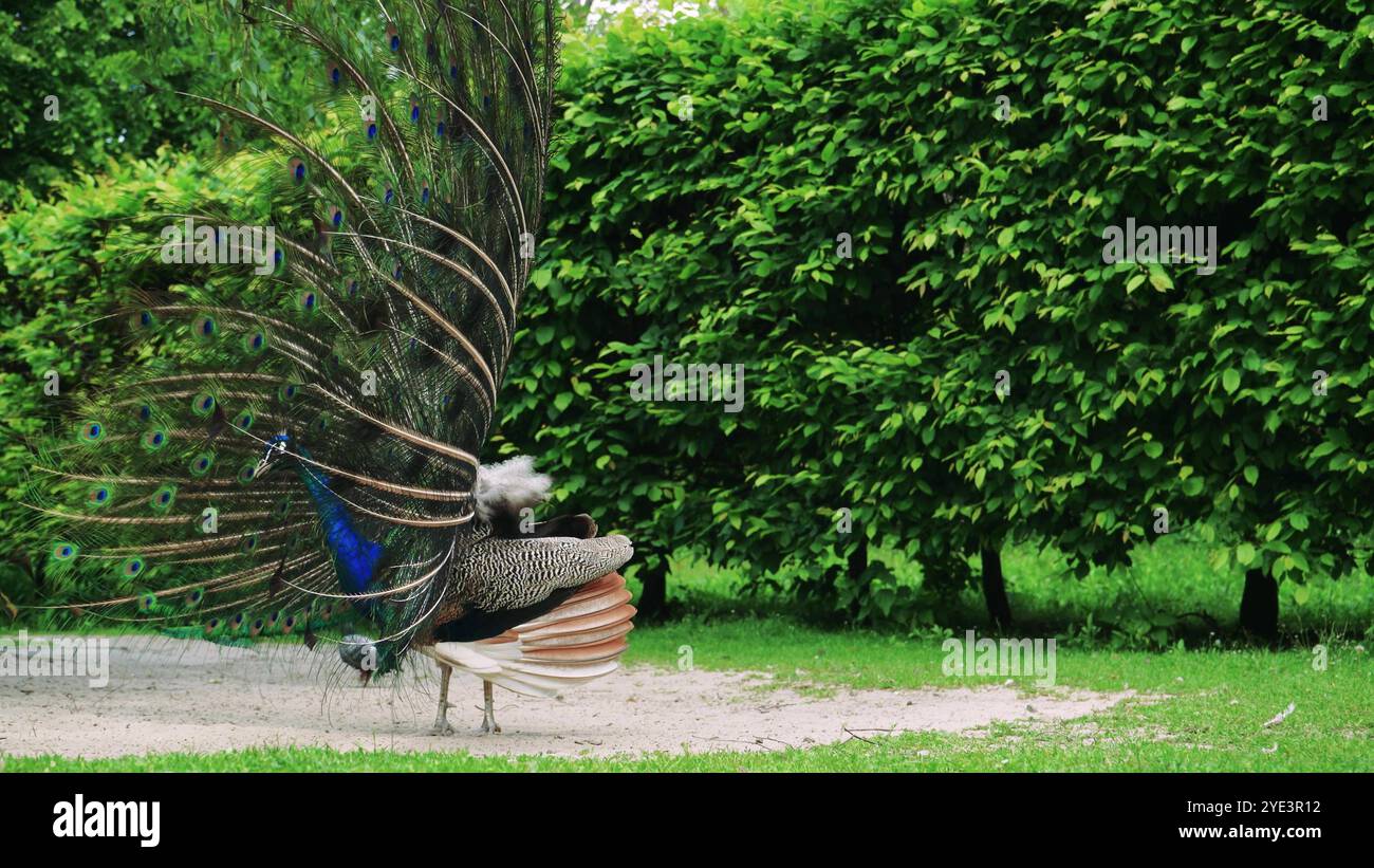 Peacock with its full tail spread in a breathtaking display of ...