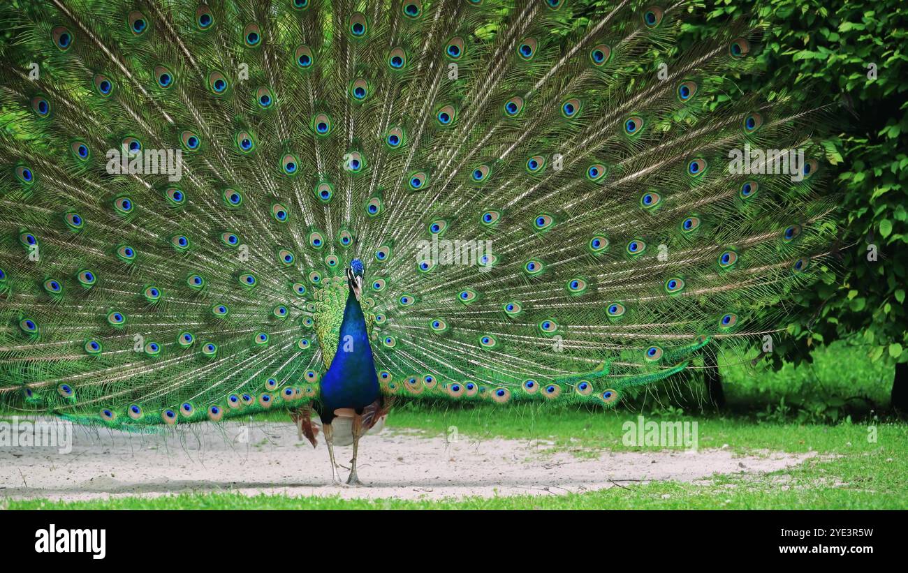 Peacock with its full tail spread in a breathtaking display of ...