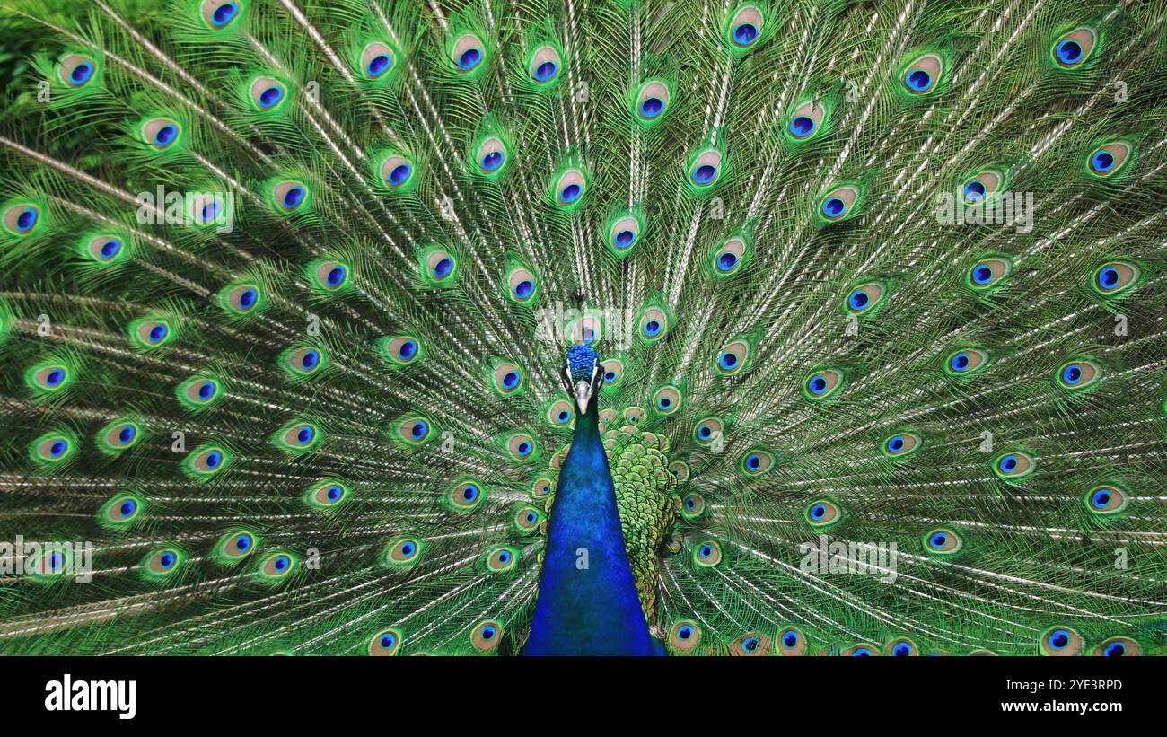 A majestic peacock stands proudly with its vibrant feathers fully ...