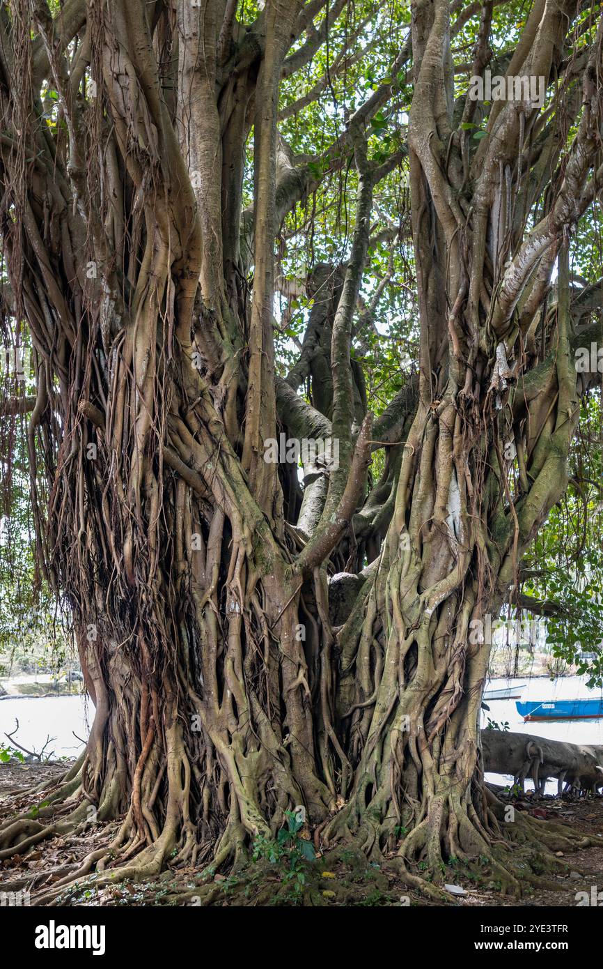Banyan tree, Banyan Feige Ficus benghalensis Mahebourg , indischer ...
