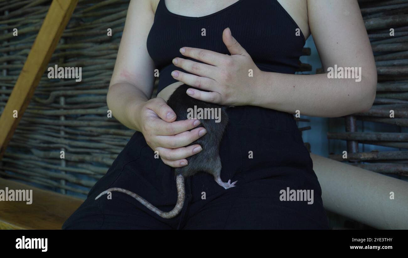 Dark haired rat nestled in hi-res stock photography and images - Alamy