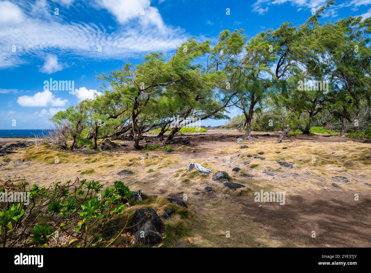 vom Wind verbogene Pinien Pinus, Südküste, indischer Ozean, Insel ...