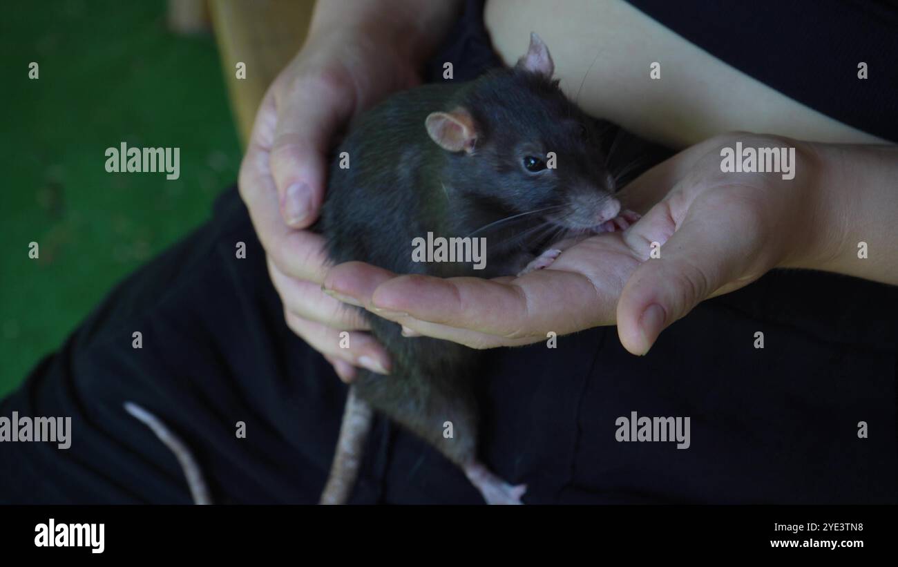 Dark haired rat nestled in hi-res stock photography and images - Alamy