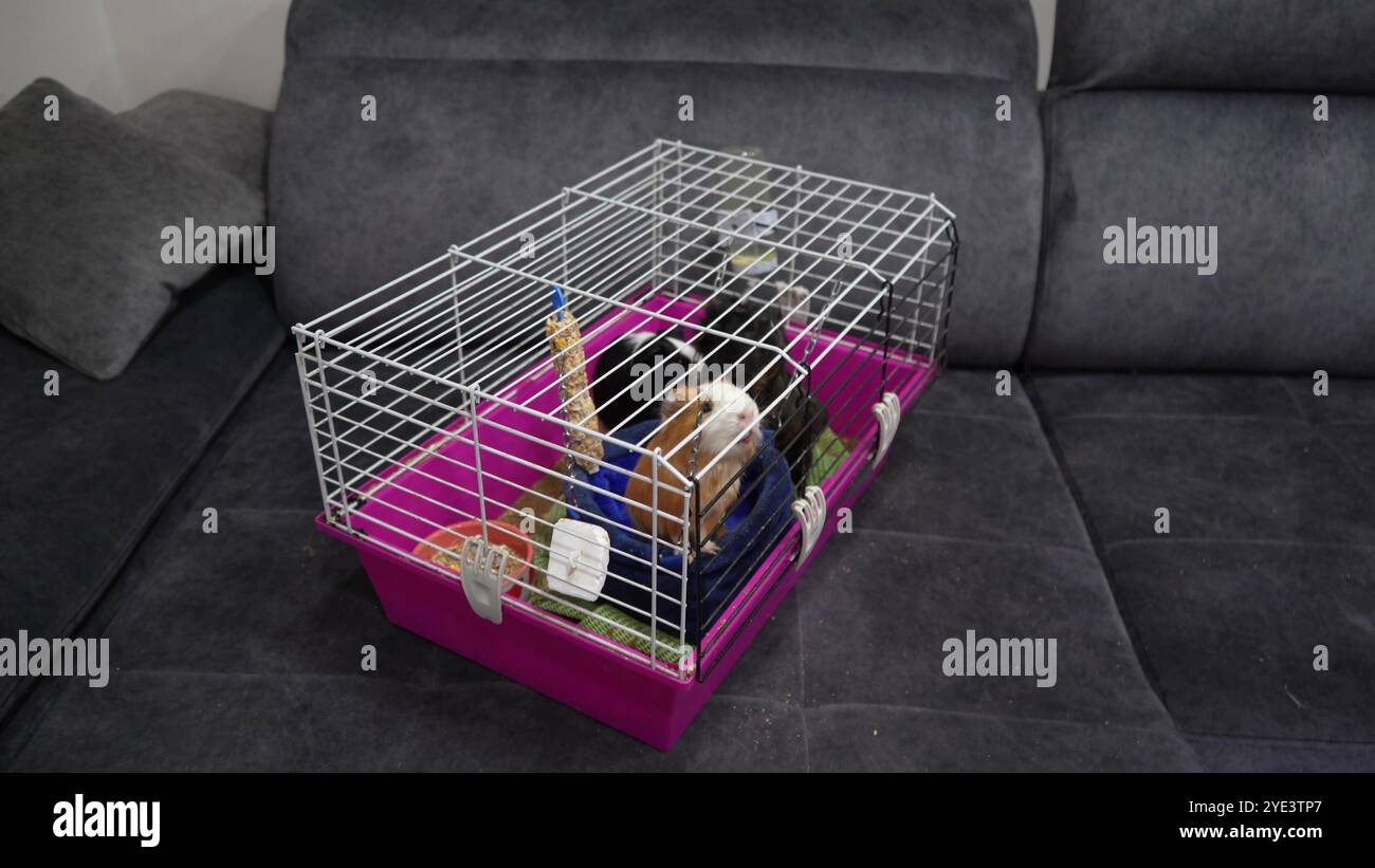 Two guinea pigs in a pink cage. The cage is on a gray sofa. Perfect for ...