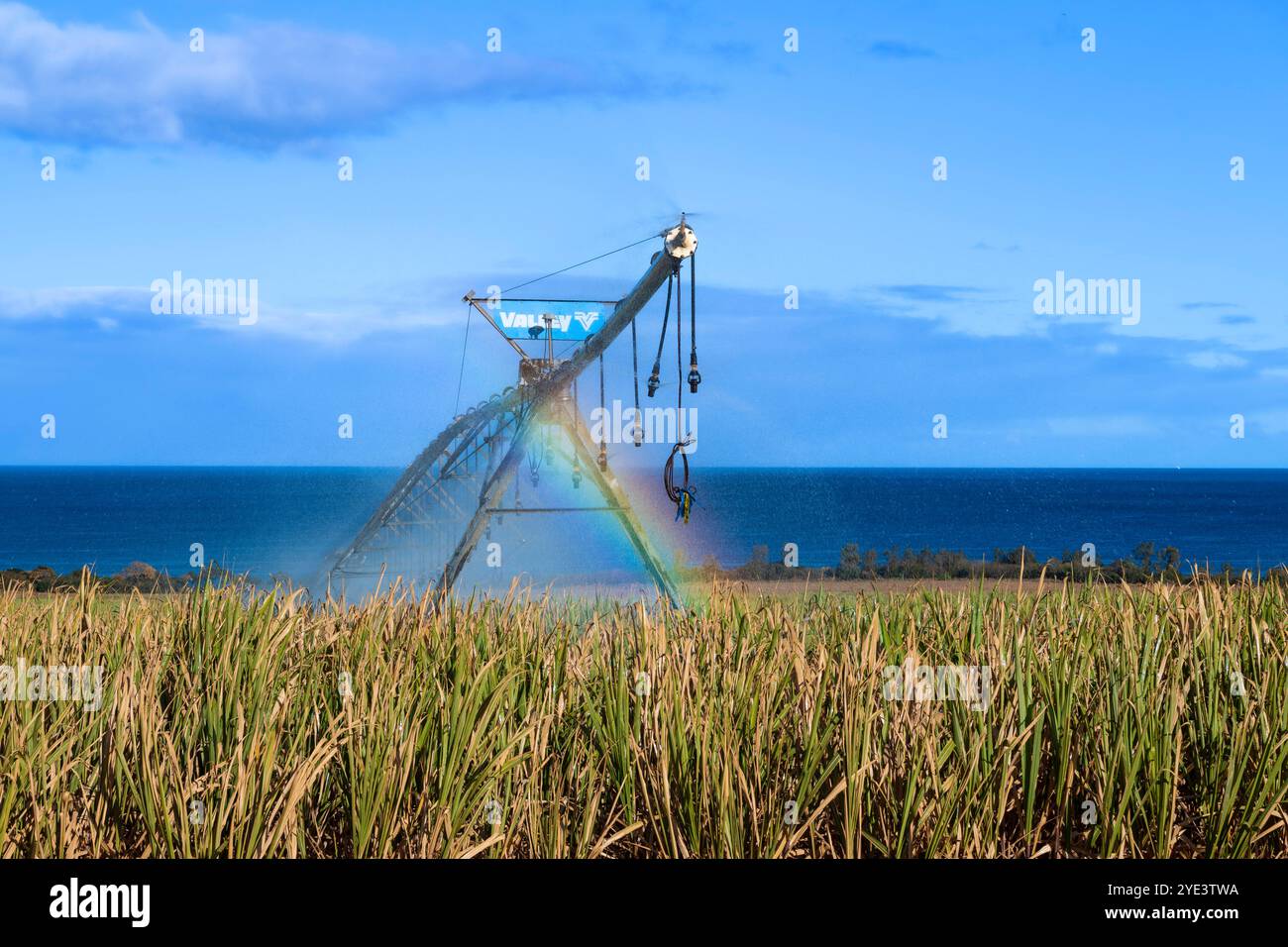 Zuckerrohr Saccharum officinarum, Feld, Beregnung, indischer Ozean ...